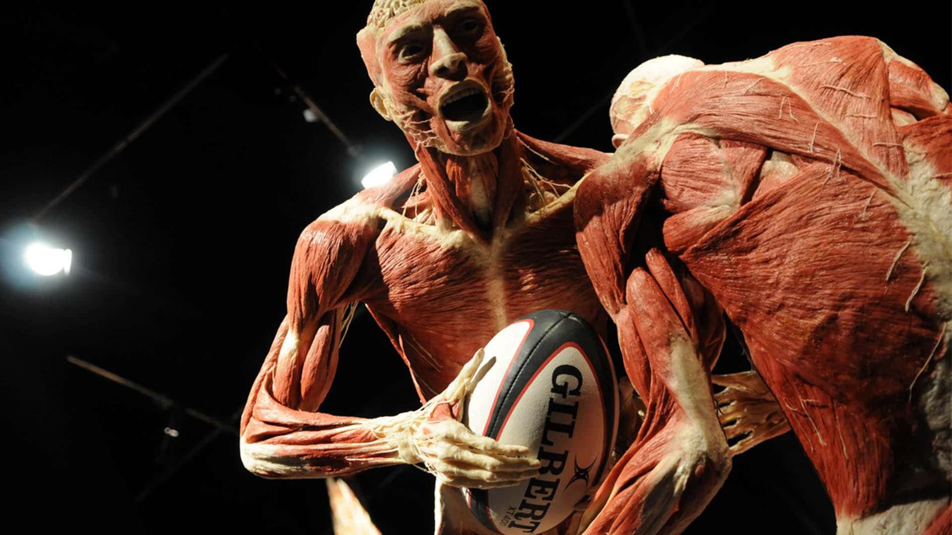 Výstava Body Worlds je podľa komisára pre deti nevhodná - Emefka Daily